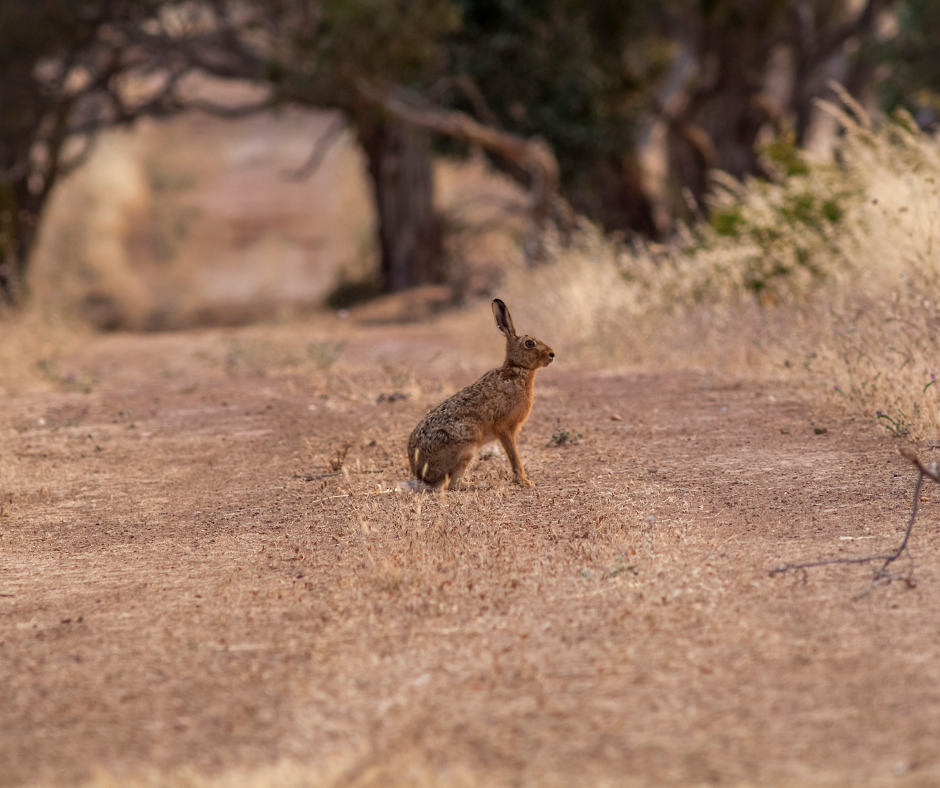 Latest News » Shire of Ravensthorpe